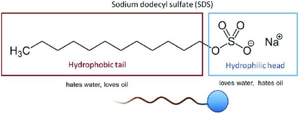 Plasmid Isolation: Why add SDS?